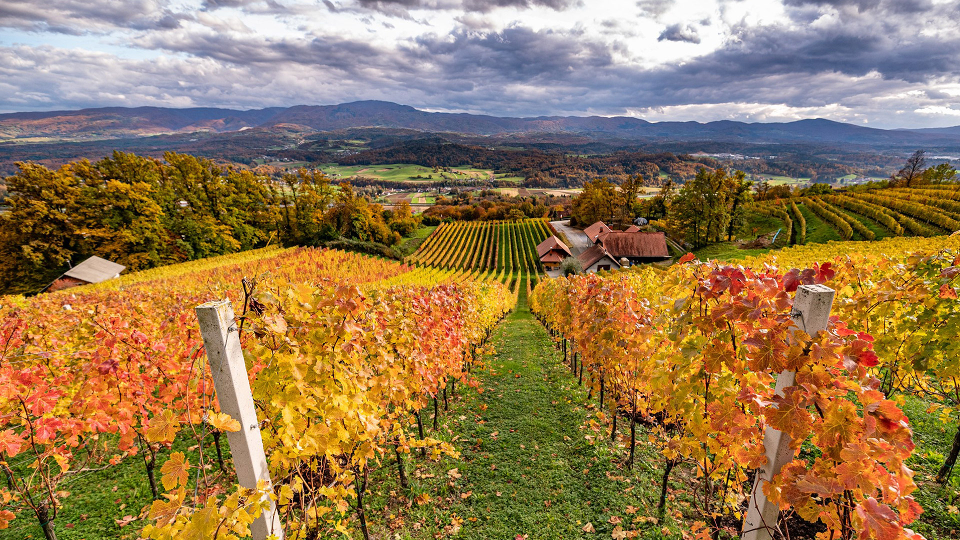 Vinska klet Colnar - SelectBOX