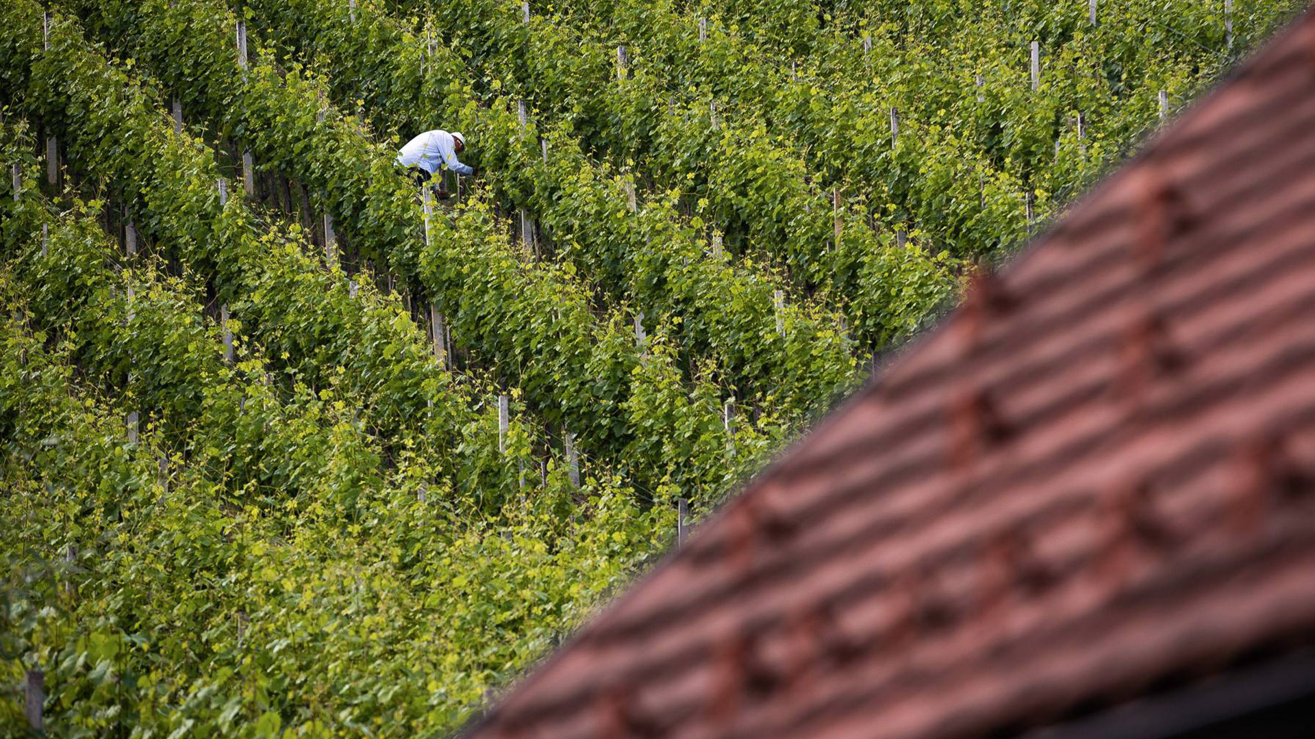 Vinska klet Colnar - SelectBOX