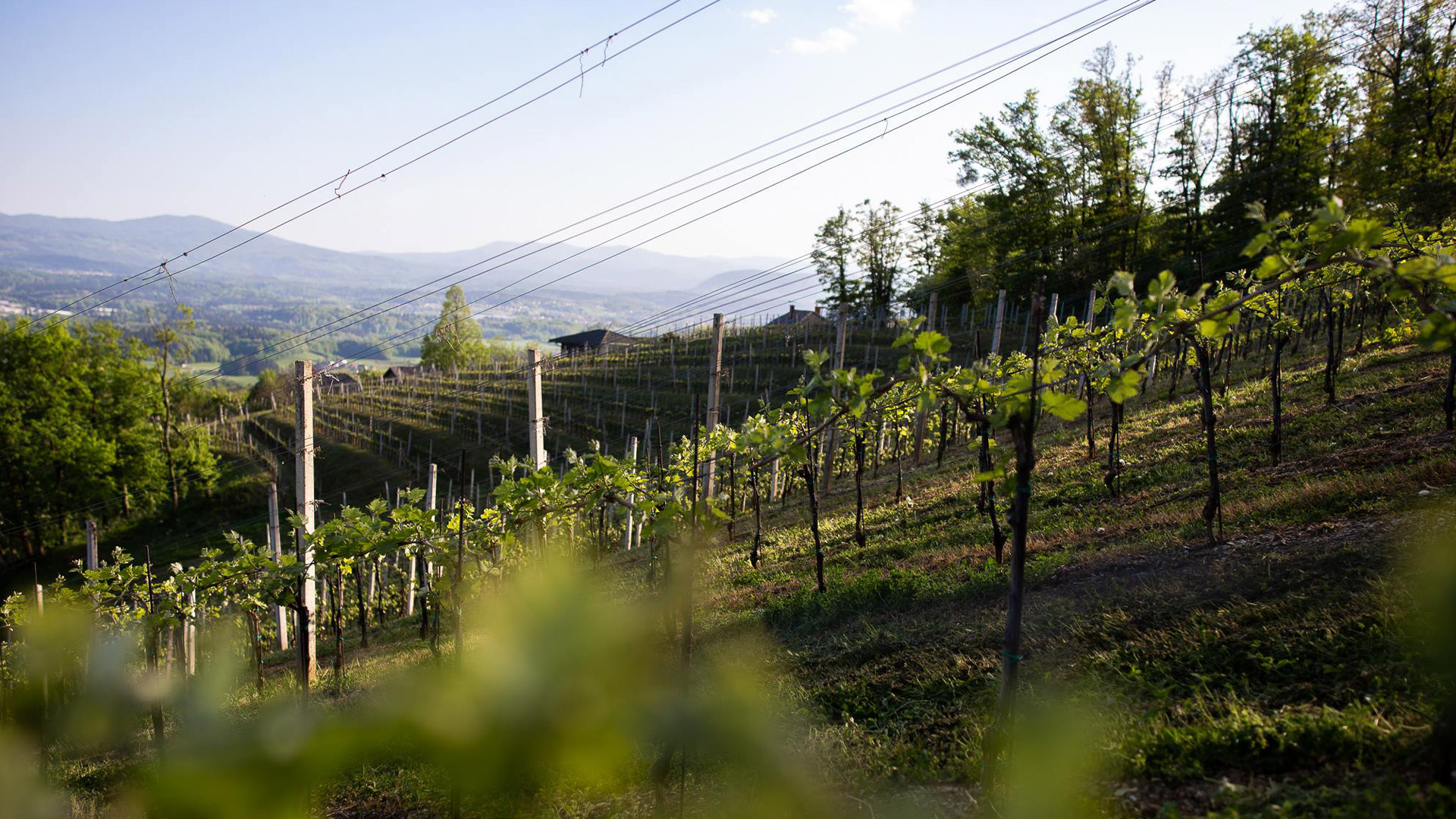 Vinska klet Colnar - SelectBOX