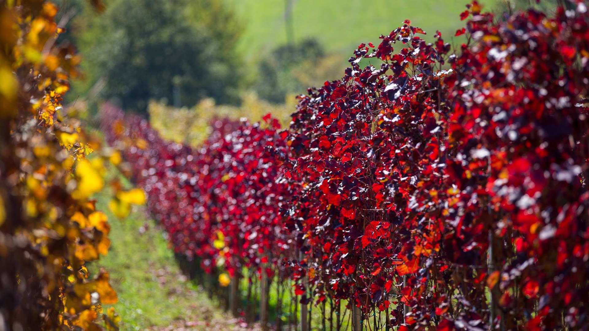 Vinska klet Colnar - SelectBOX